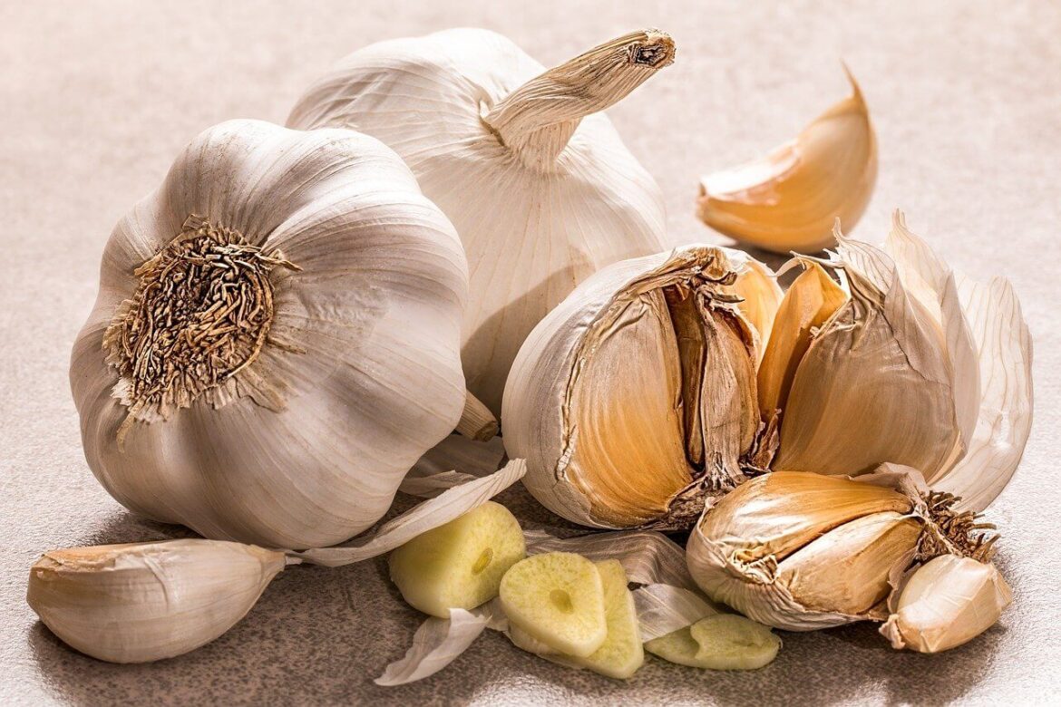 Fokhagyma gyógynövény (Allium sativum) fűszernövény - Kezdő Kertész