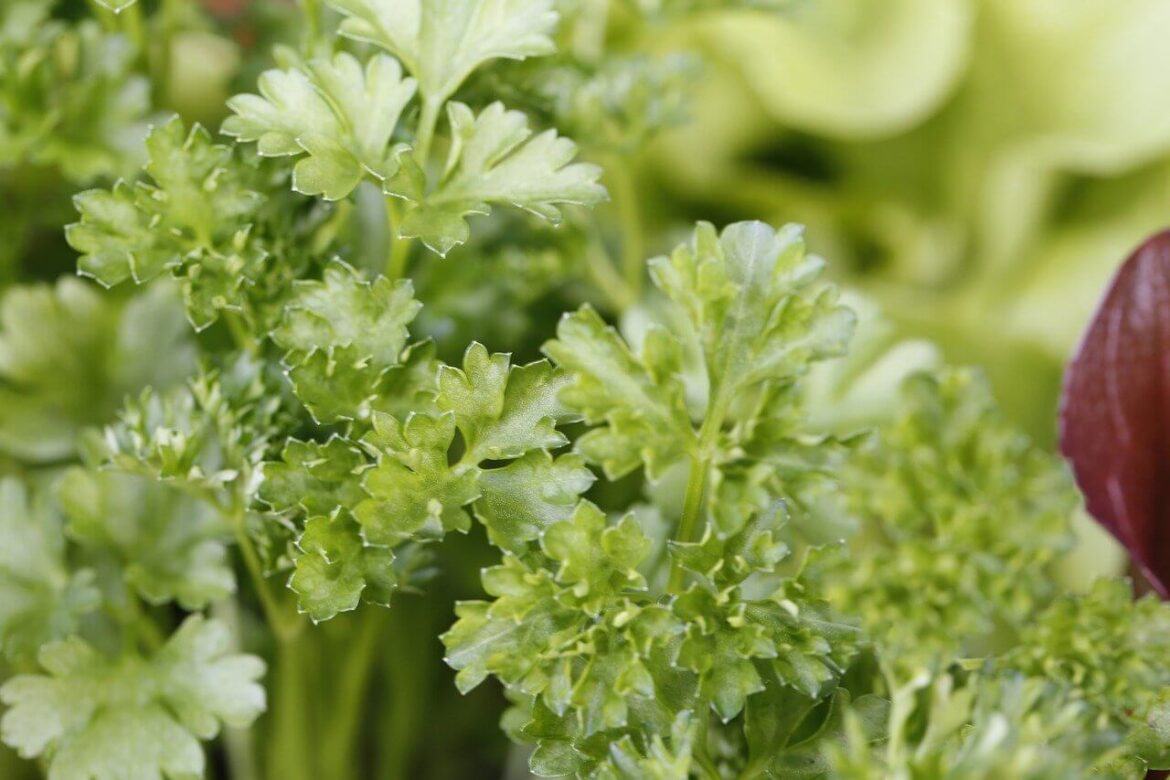 Kerti növények vetési ideje – mikor a virágokat, és mikor a zöldségeket ...