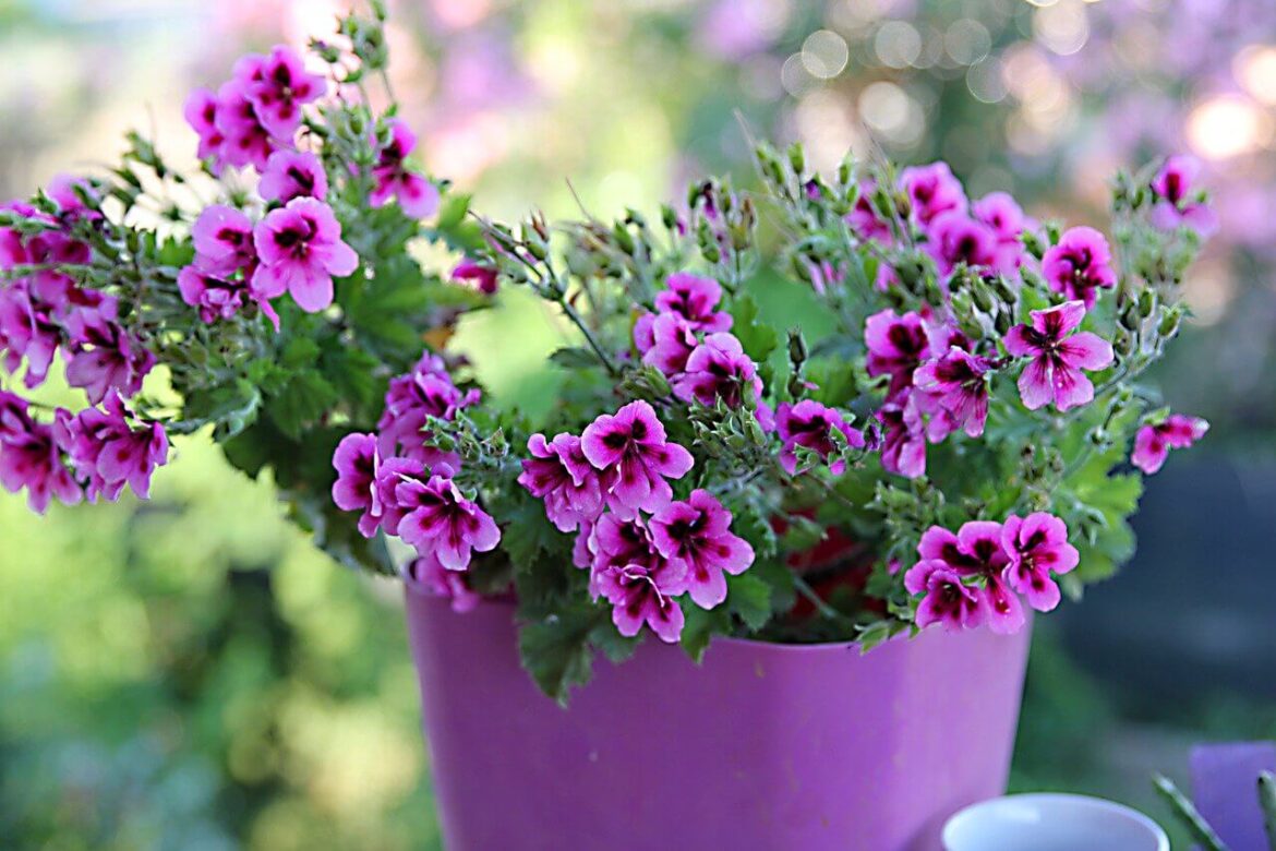 A muskátli jellemzői - Kezdő Kertész